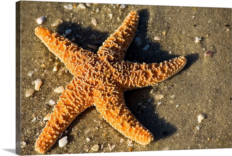 Starfish | Great Big Canvas