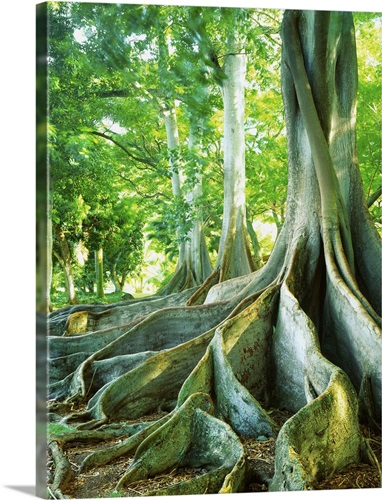 United States, Hawaii, Kauai island, Poipu Allerton Garden, giant ficus ...