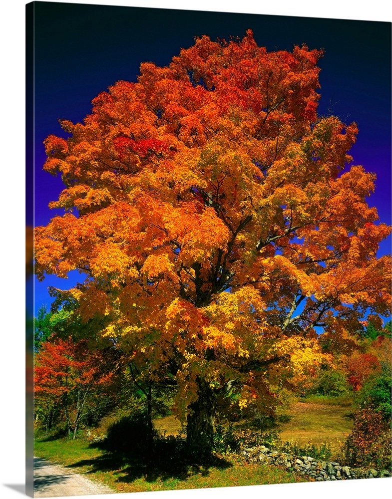 United States, Vermont, Sugar maple (Acer saccharum) Wall Art, Canvas ...