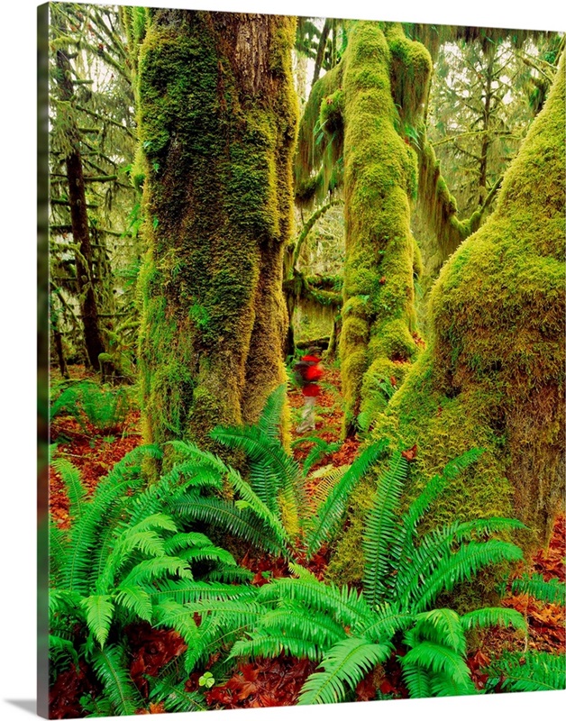 United States, Washington State, Olympic National Park , rain forest ...