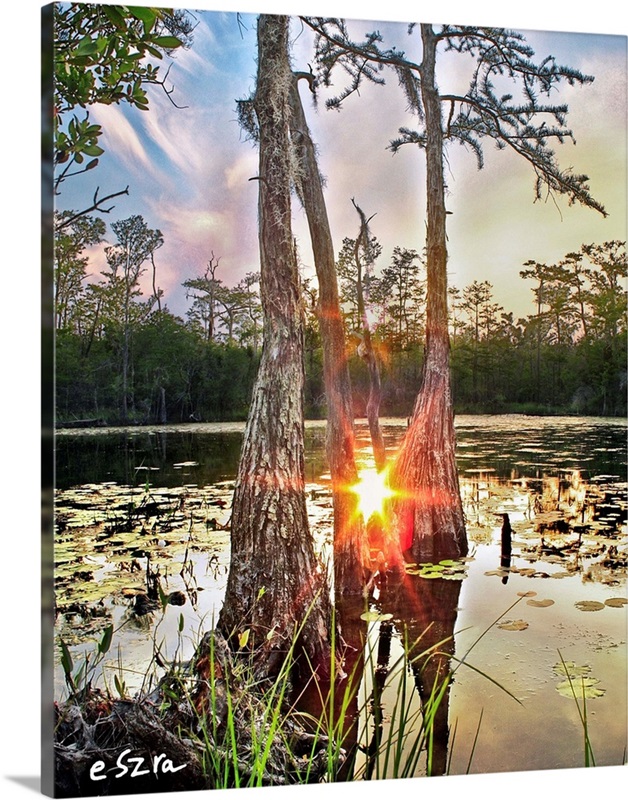 Cypress Swamp Sunset Red Sun Reflection Lily Pads | Great Big Canvas