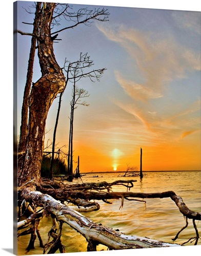 Orange Lake Sunset Reflection Tree Roots | Great Big Canvas