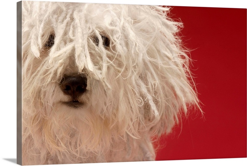 Cute Komondor Dog, Close-Up | Great Big Canvas