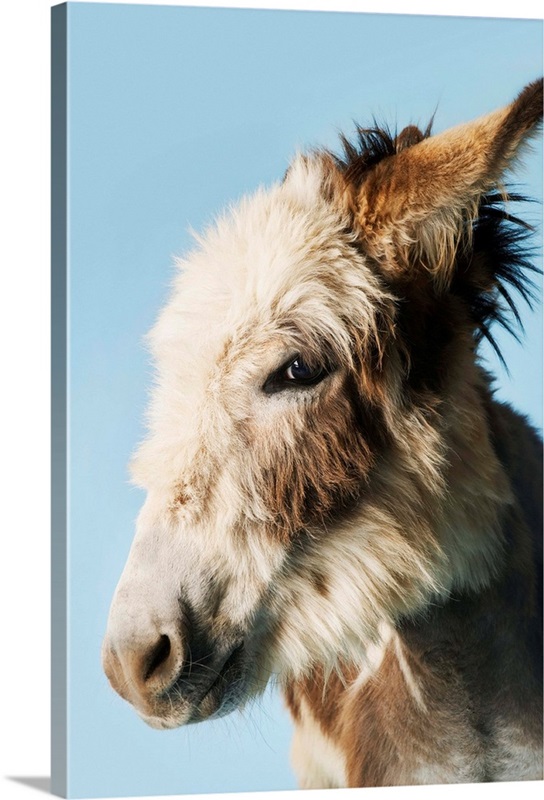 Donkey Against Blue Background, Close-Up Of Head, Side View | Great Big ...