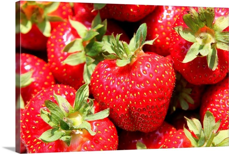 Fresh Picked Strawberries | Great Big Canvas