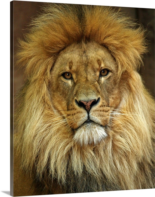 Portrait Of Lion | Great Big Canvas