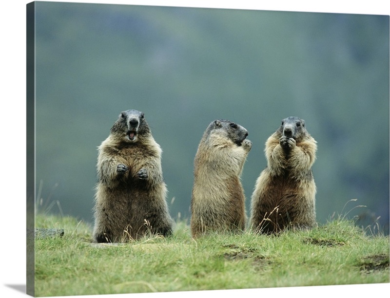 Three Marmots | Great Big Canvas