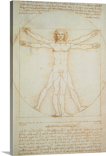 Vitruvian man-the proportions of the human body according to Vitruvius ...