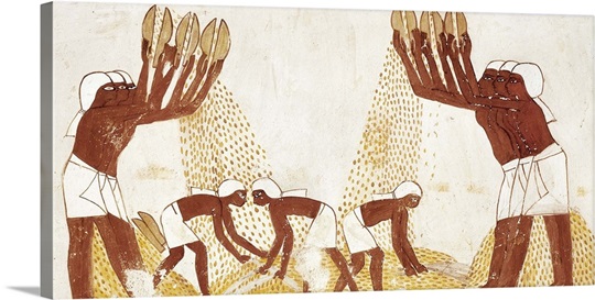 Winnowing of the grain in the threshing floor, Egyptian art Photo ...