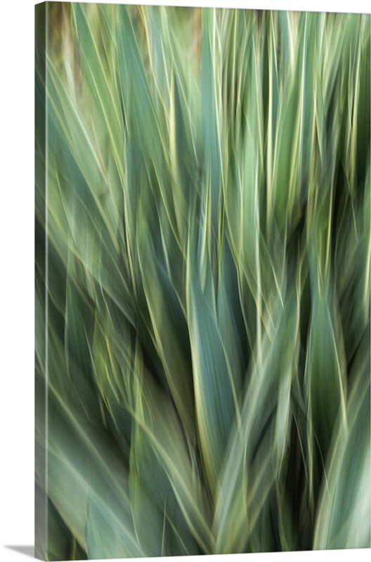 Agave Abstract | Great Big Canvas