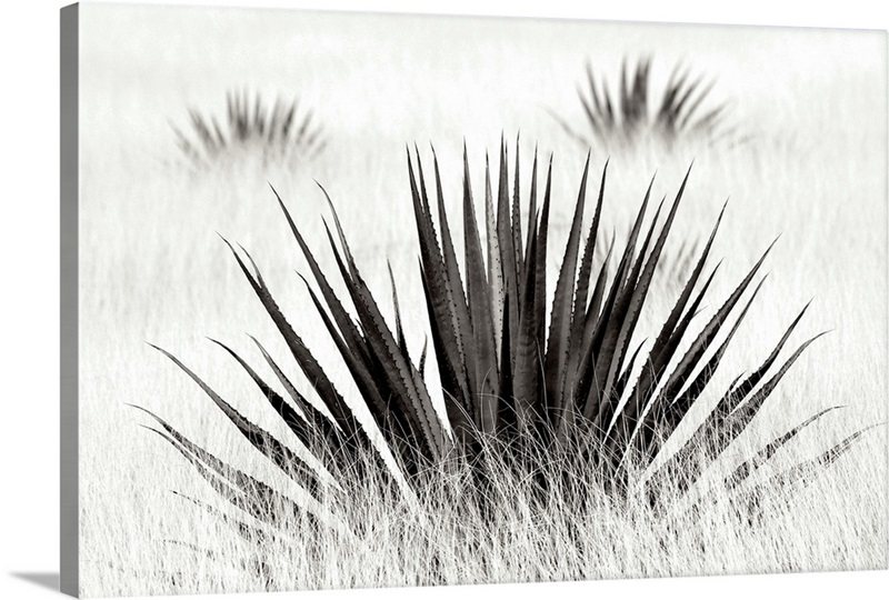 Agave Black and White I | Great Big Canvas