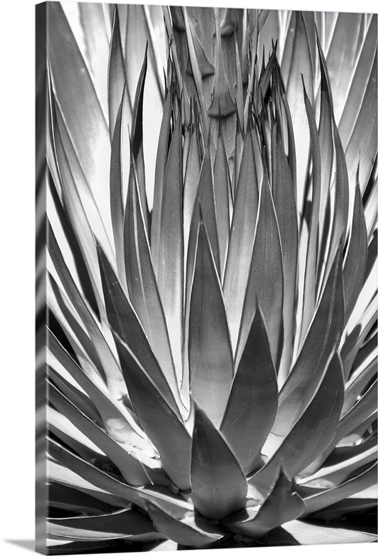 Agave Finale - Black and White | Great Big Canvas