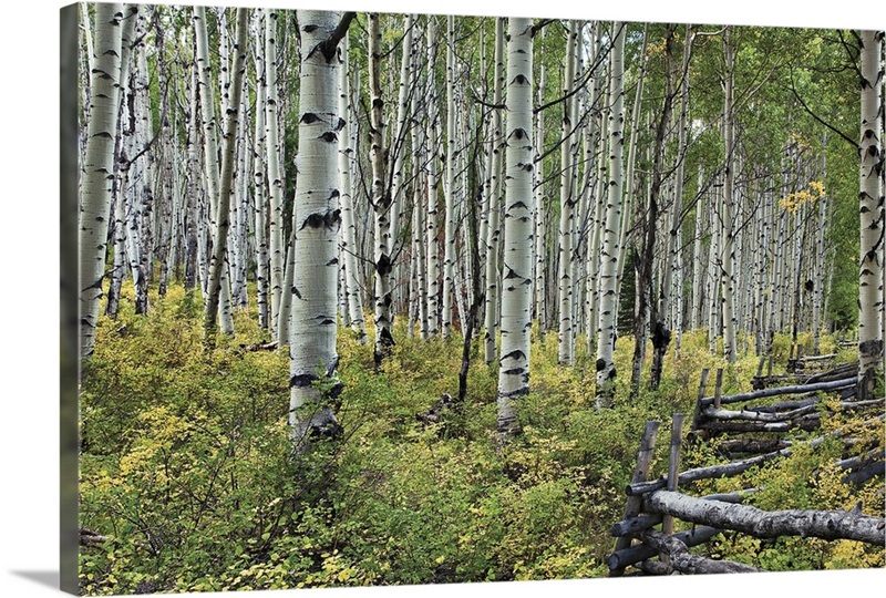 Aspen Grove II | Great Big Canvas