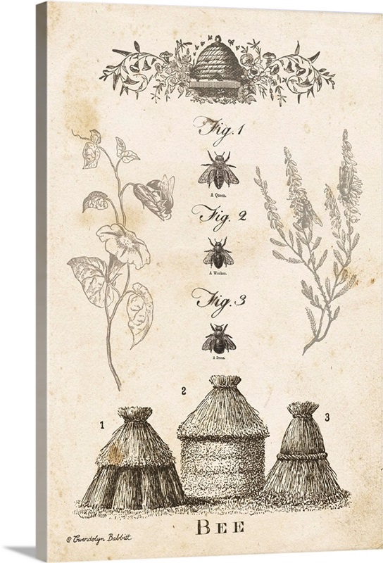 Bee Chart II | Great Big Canvas