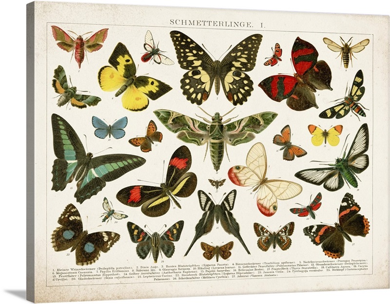 Butterfly Chart | Great Big Canvas
