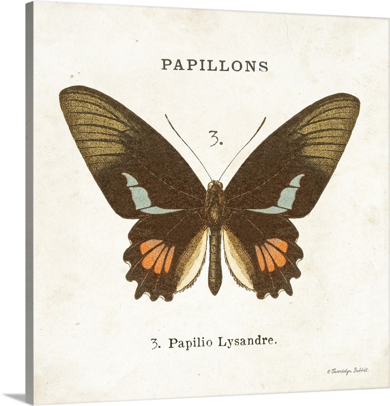 Butterfly III | Great Big Canvas