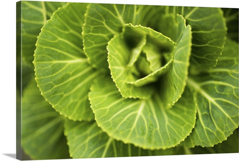 Cabbage Detail | Great Big Canvas