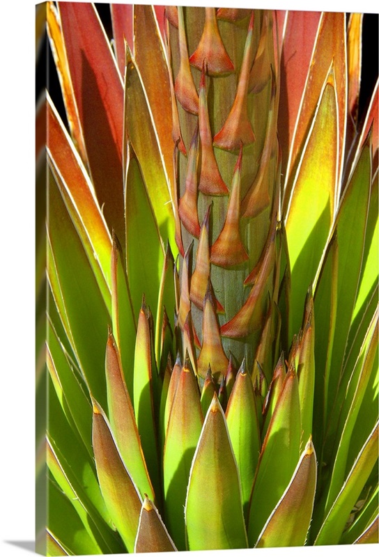 Colorful Agave I | Great Big Canvas