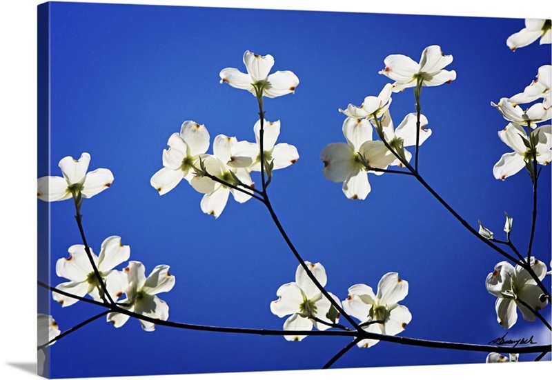 Dogwood on Blue II | Great Big Canvas