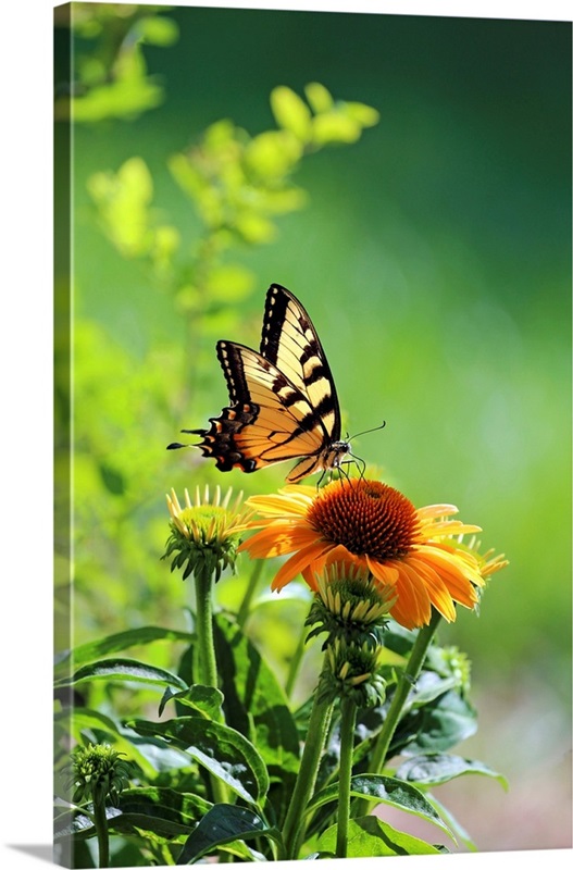 Eastern Tiger Swallowtail | Great Big Canvas