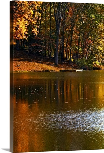 Gold Reflections Wall Art, Canvas Prints, Framed Prints, Wall Peels ...