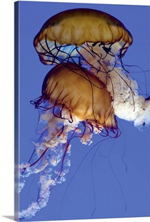 Jellyfish Wall Art & Canvas Prints | Jellyfish Panoramic Photos ...