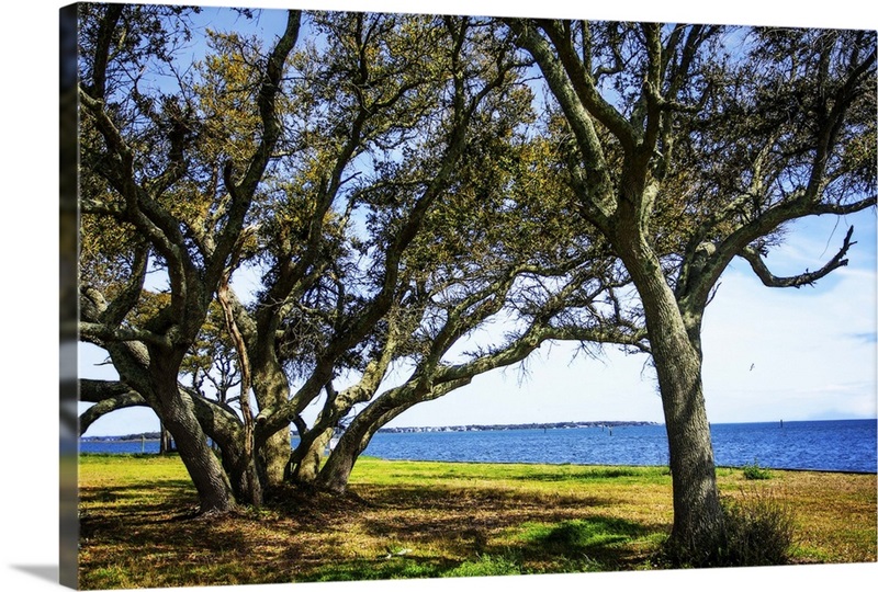 Live Oaks By The Bay I | Great Big Canvas