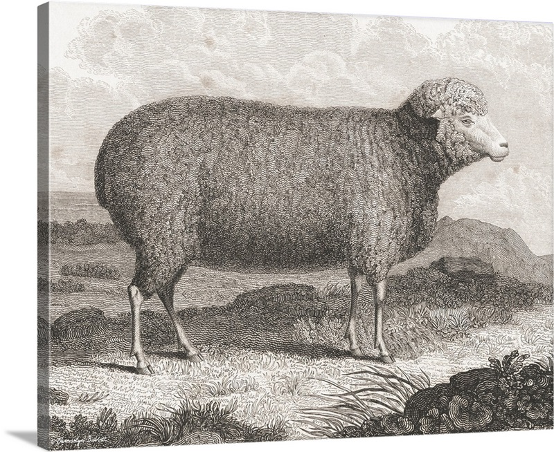 Merino Sheep | Great Big Canvas