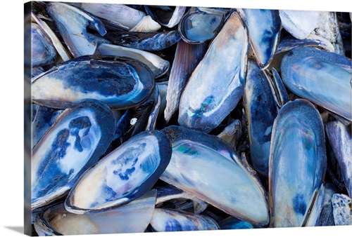 Mussels I | Great Big Canvas