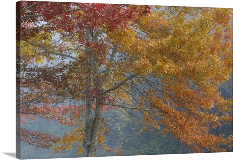 Oak Trees In Fall I | Great Big Canvas