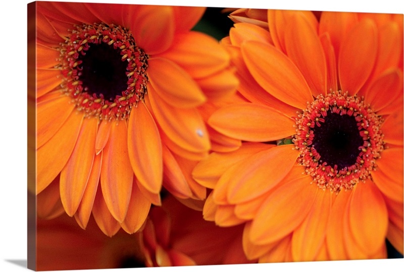 Orange Gerbera Daisies | Great Big Canvas