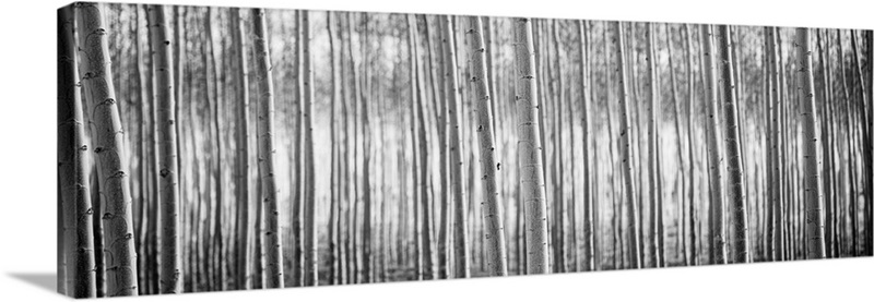 Pacific Albus I - Black and White | Great Big Canvas