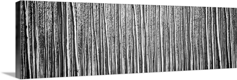 Pacific Albus II - Black and White | Great Big Canvas