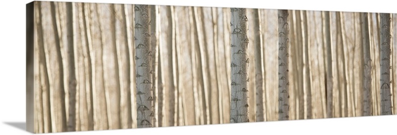 Pacific Albus Pano II | Great Big Canvas