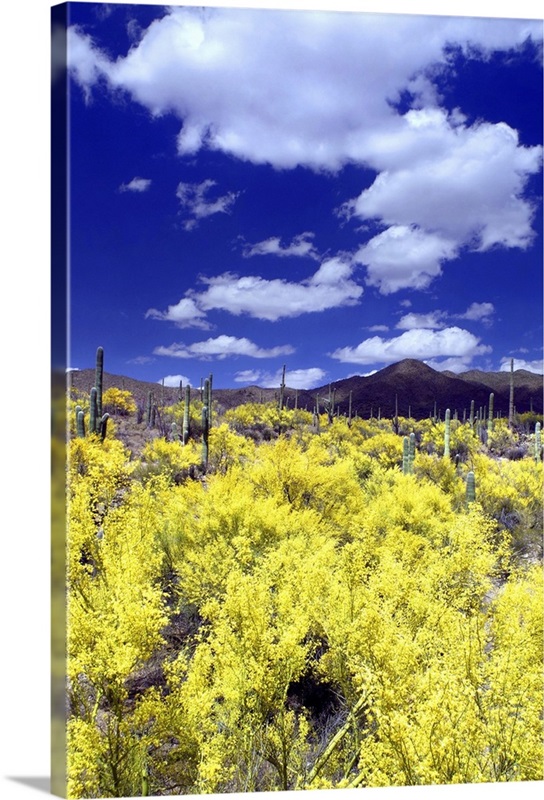 Palo Verde Bloom | Great Big Canvas
