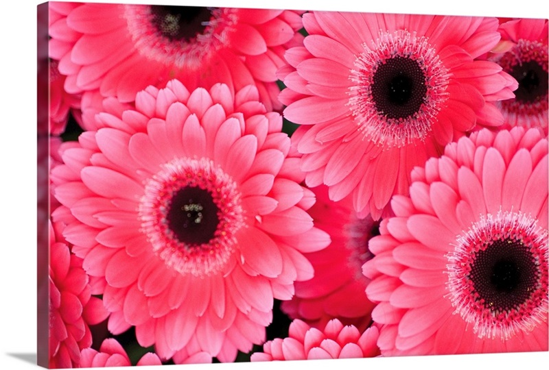 Pink Gerbera Daisies III | Great Big Canvas