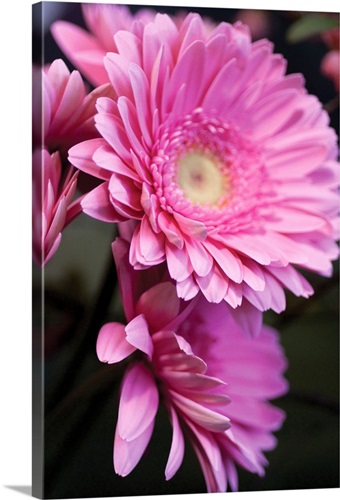 Pink Gerbera Daisies IV | Great Big Canvas