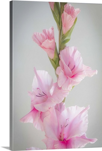 Pink Gladiola II | Great Big Canvas