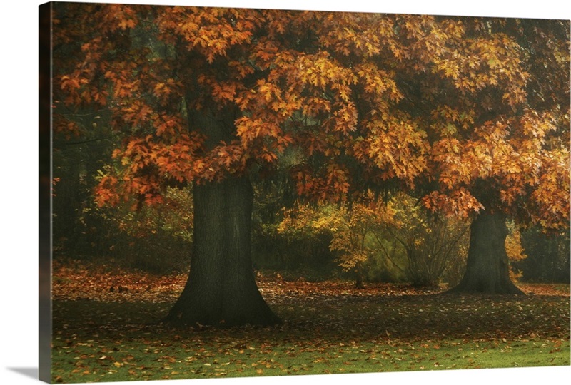 Red Oak Duo I | Great Big Canvas