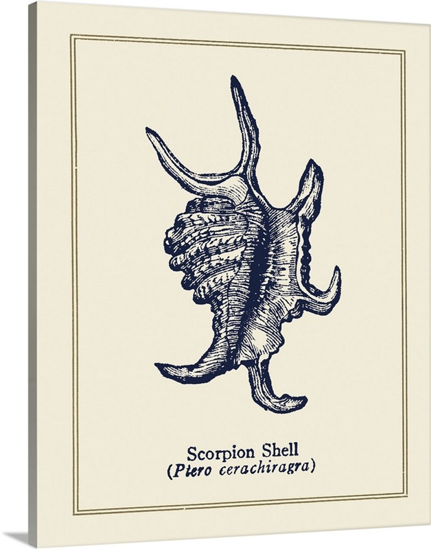 Scorpion Shell | Great Big Canvas