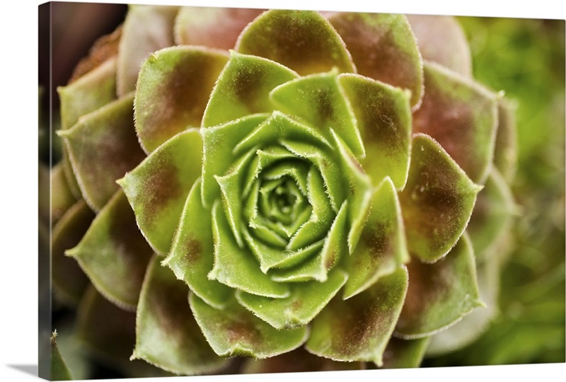 Sempervivum Ohioan | Great Big Canvas