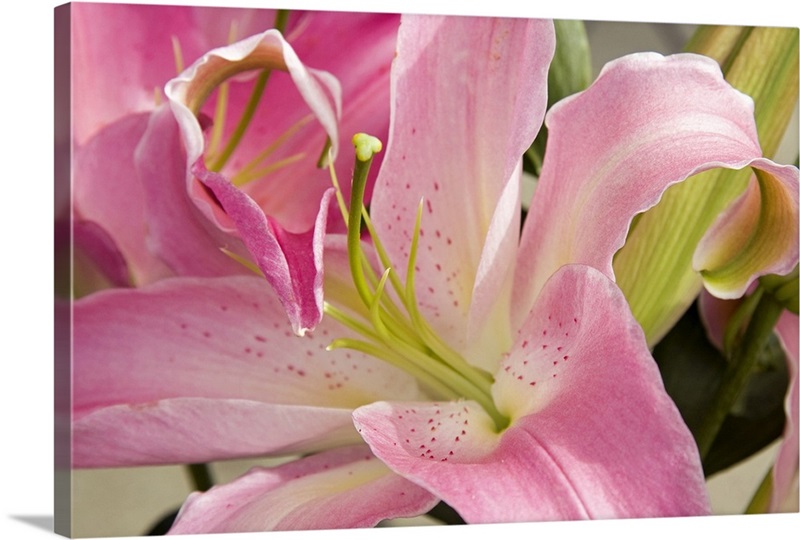 Soft Pink Lily I | Great Big Canvas