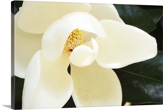 Southern Magnolia I Wall Art, Canvas Prints, Framed Prints, Wall Peels ...