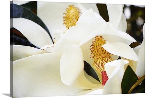 Southern Magnolia II | Great Big Canvas