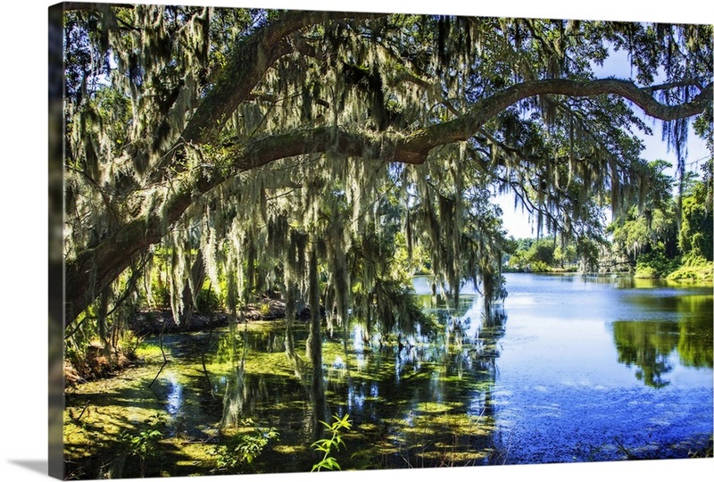Spanish Moss I | Great Big Canvas