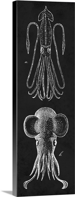 Squid Study | Great Big Canvas