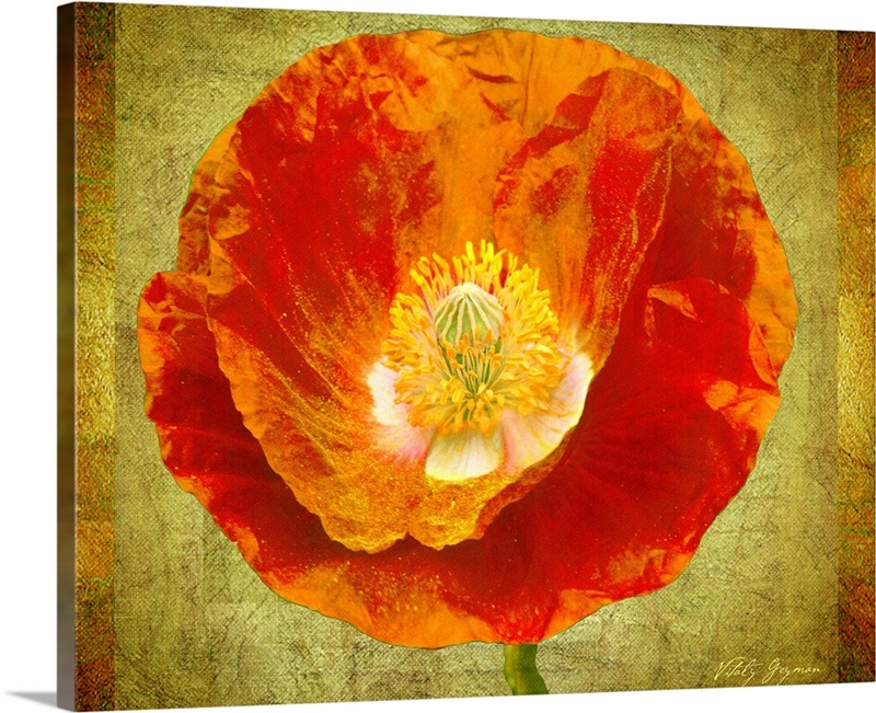 Sun Poppy I | Great Big Canvas