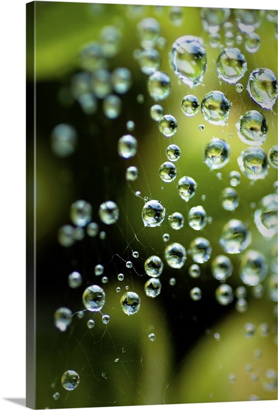 Suspended Dew II | Great Big Canvas