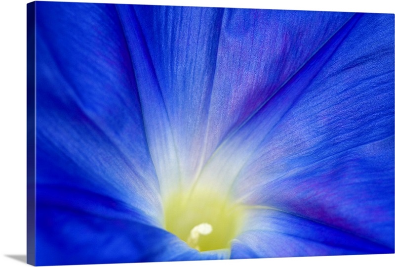 A blue morning glory flower | Great Big Canvas
