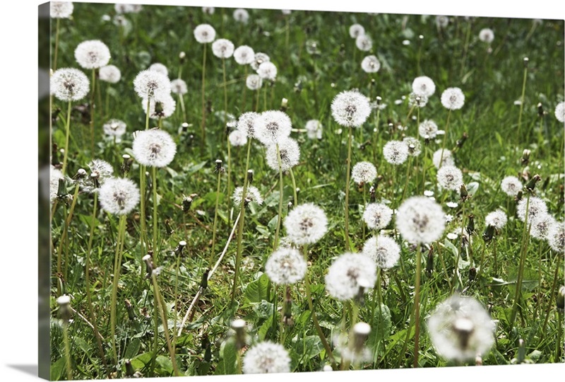 A field of dandelions. | Great Big Canvas